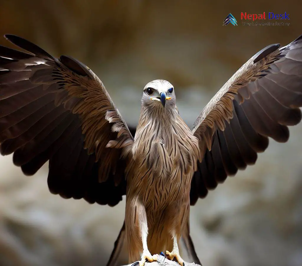 Black Kite | Nepal Desk